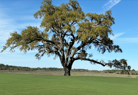 Secession Golf Club | Clare House Publishing